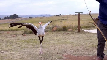 Trained Snake Stock Footage ~ Royalty Free Stock Videos | Pond5