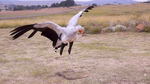 Trained Snake Stock Footage ~ Royalty Free Stock Videos | Pond5