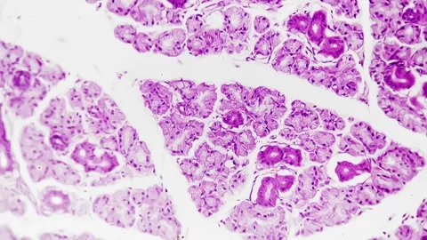 Section of human glandular epithelium at... | Stock Video | Pond5