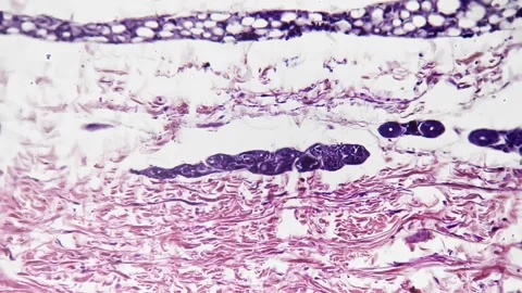 Simple Squamous Epithelium 400x