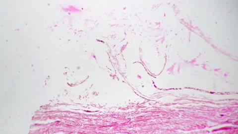 Human Skin Magnified