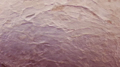 A section of pig tissue under a microsco... | Stock Video | Pond5