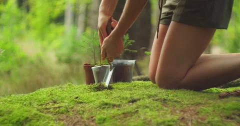 Securing a Future Forest, planting a pin... | Stock Video | Pond5