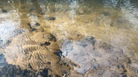 See through the swamp water | Stock Video | Pond5