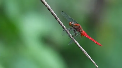 Moving By Jerks Stock Videos – Royalty-Free HD & 4K Videos