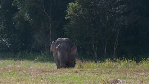 Seen moving from the pond of water to go... | Stock Video | Pond5