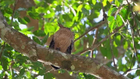 Fish Poop Stock Video Footage | Royalty Free Fish Poop Videos | Pond5
