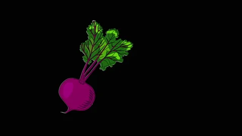 Beetroot Stock Videos – Royalty-Free HD & 4K Videos