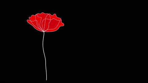 Self drawing animation of red poppy flow... | Stock Video | Pond5