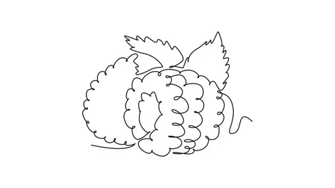 Raspberry Drawing Stock Video Footage | Royalty Free Raspberry Drawing ...