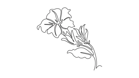 Animation Ho Stock Videos – Royalty-Free HD & 4K Videos