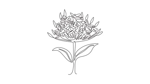 Draw Fo Stock Videos – Royalty-Free HD & 4K Videos