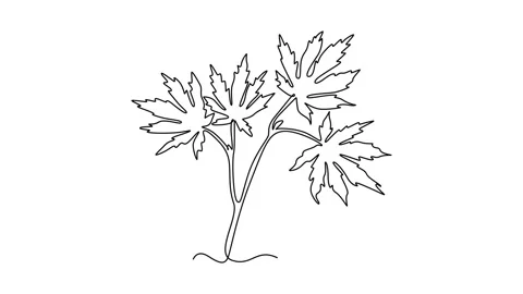 Tree Realistic Drawing Stock Videos – Royalty-Free HD & 4K Videos