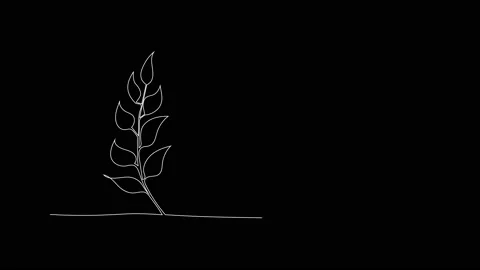 Self drawing plant. Copy space, Black ba... | Stock Video | Pond5