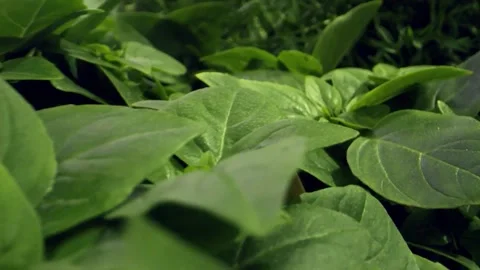 Selfridges to grow fresh produce with ve... | Stock Video | Pond5