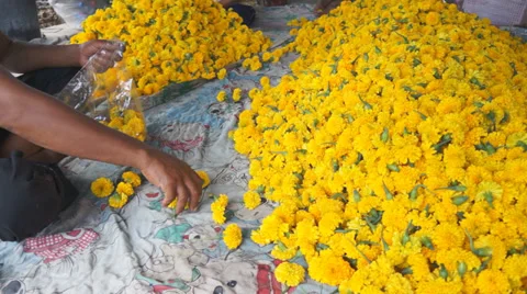 Flower Images Hd Stock Videos – Royalty-Free HD & 4K Videos