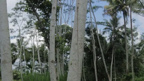 Sengon trees (Albizia chinensis) in a tr... | Stock Video | Pond5