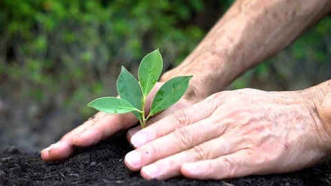 Senior hand growing, caring a young tree... | Stock Video | Pond5