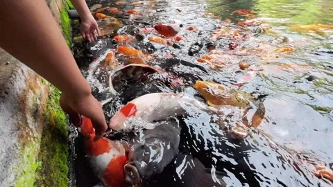 The Sensation of Touching Some Big Koi F... | Stock Video | Pond5