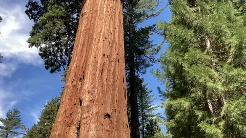 The Sentinel Tree in Sequoia National Pa... | Stock Video | Pond5