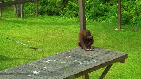 Orangutans Cute Stock Videos – Royalty-Free HD & 4K Videos