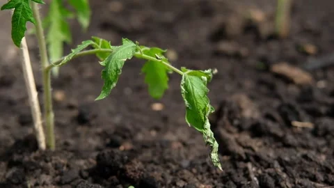 Septoria of tomatoes. Leaf spot symptom.... | Stock Video | Pond5