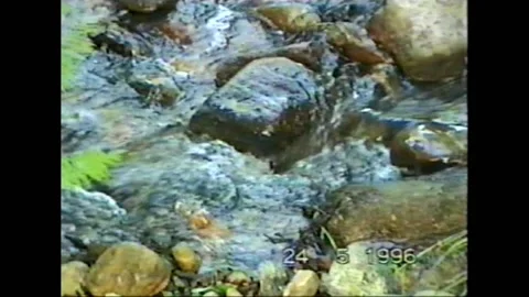 Sequence Nature River Flowers VHS Family... | Stock Video | Pond5