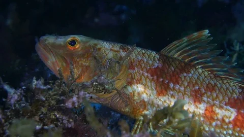 Sergeant baker endemic Australian flagfi... | Stock Video | Pond5