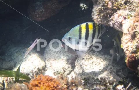 Sergeant major fish in the Caribbean Sea Stock Photo #85754620