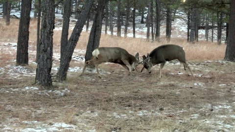 Mule Deer Fight Stock Footage ~ Royalty Free Stock Videos | Pond5