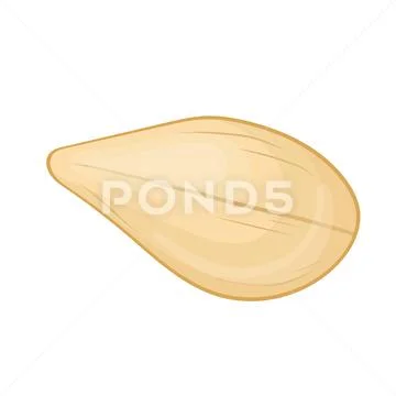 Sesame seed white cartoon vector illustration Illustration #236086016