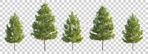 Set of 6 small and middle trees sycamore platanus maple street trees ...