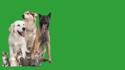 set of animals on a green screen | Stock Video | Pond5