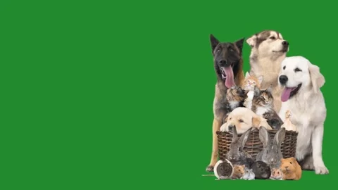 Set of animals on a green screen | Stock Video | Pond5