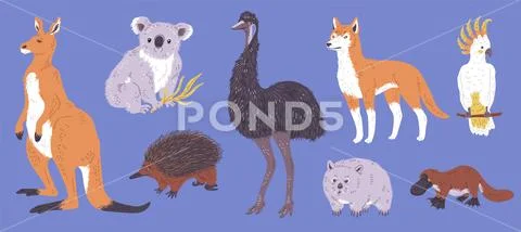 Set of Australian wild animals, flat vector illustration isolated on ...