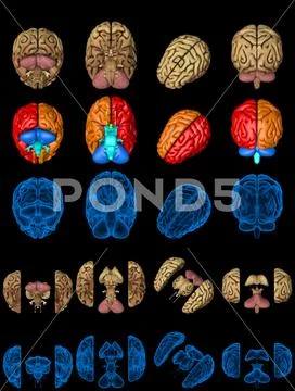 Set brain renders - xray examination style image Illustration #155566100