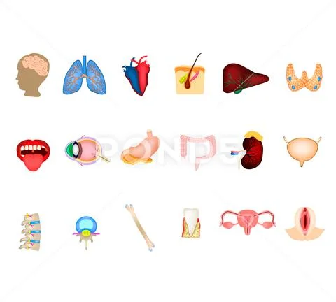 A set of human organs. Brain, Heart, Lungs, Spine, Liver, Skin, Stomach ...
