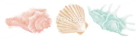 A set of illustrations of sea shells, coral, beige and turquoise colors ...