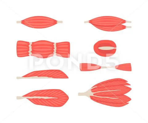 Set of skeletal fiber muscle, types structure muscle of human body ...