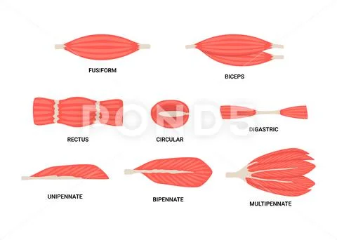 Set of skeletal fiber muscle, types structure muscle of human body ...