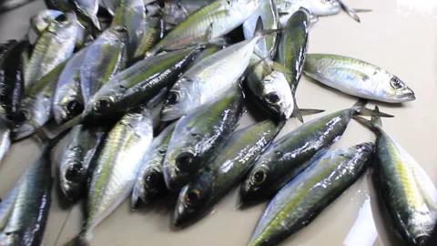 Set of a Small Fish of Group Bunch Backg... | Stock Video | Pond5