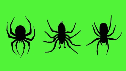 Set of three spiders on green screen bac... | Stock Video | Pond5