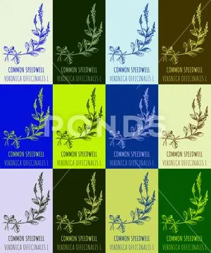 Set of vector drawing of COMMON SPEEDWELL in various colors. Hand drawn ...