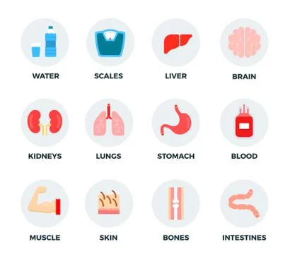 Human Body Parts Vector