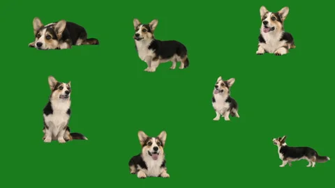 Set of welsh corgi on green screen | Stock Video | Pond5