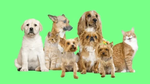 set yellow pets on green screen | Stock Video | Pond5