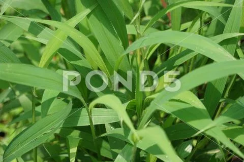 Setaria palmifolia (Rumput Setaria, Jamarak, palmgrass) Stock Photo ...
