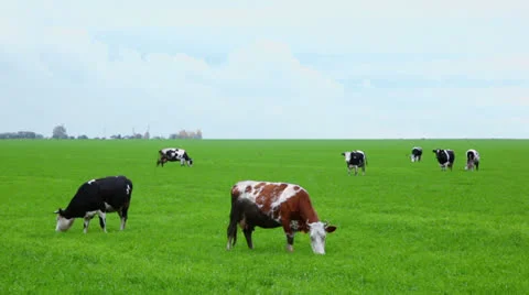 Seven cows eat grass on field under sky ... | Stock Video | Pond5
