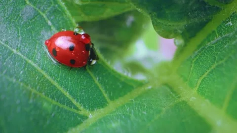 Seven-spot ladybug ladybird sitting on a... | Stock Video | Pond5