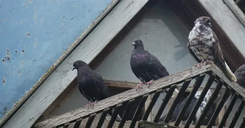 Several Doves Are Sitting on Old Overhan... | Stock Video | Pond5